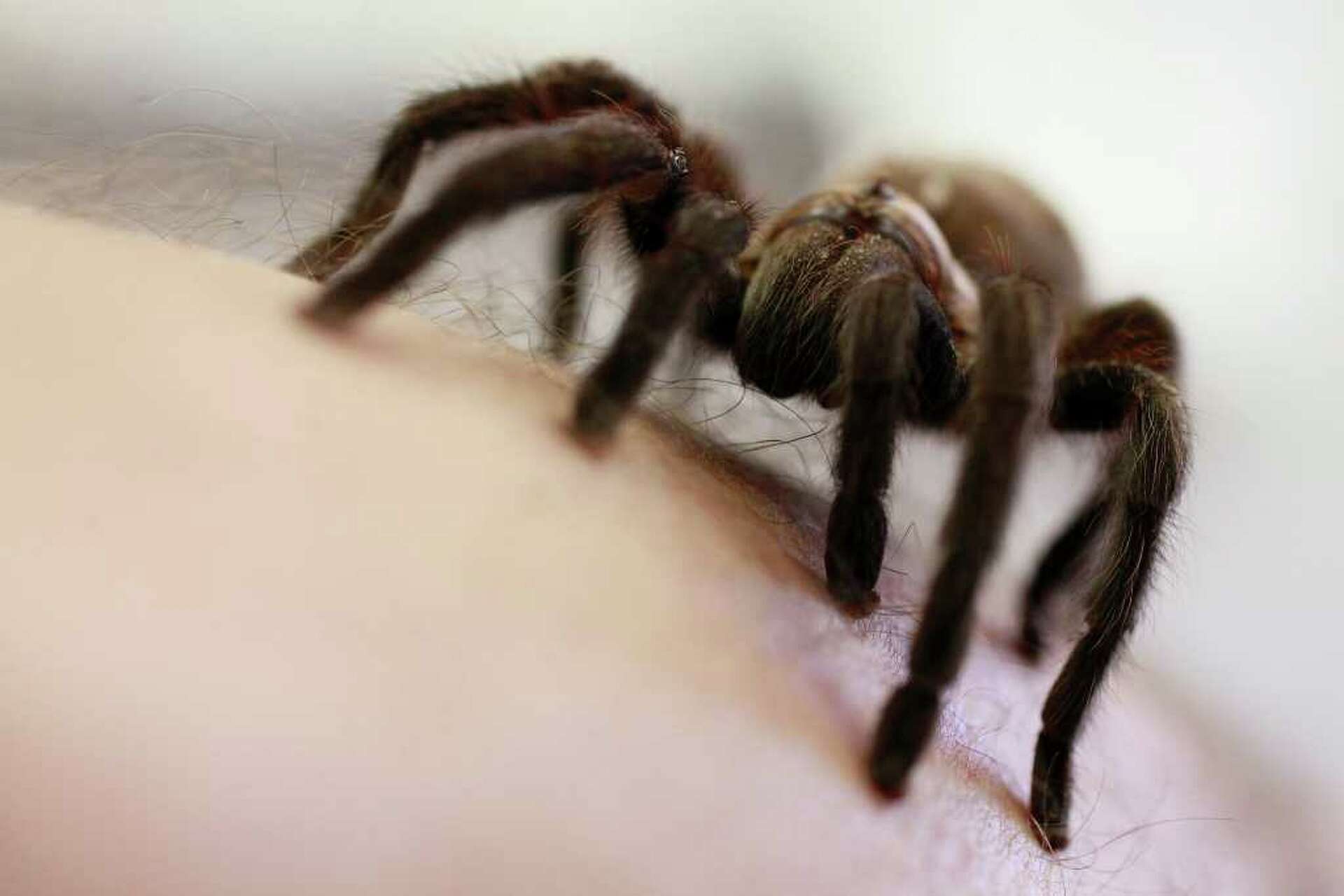 Numerous tarantulas seen crawling in San Antonio suburb