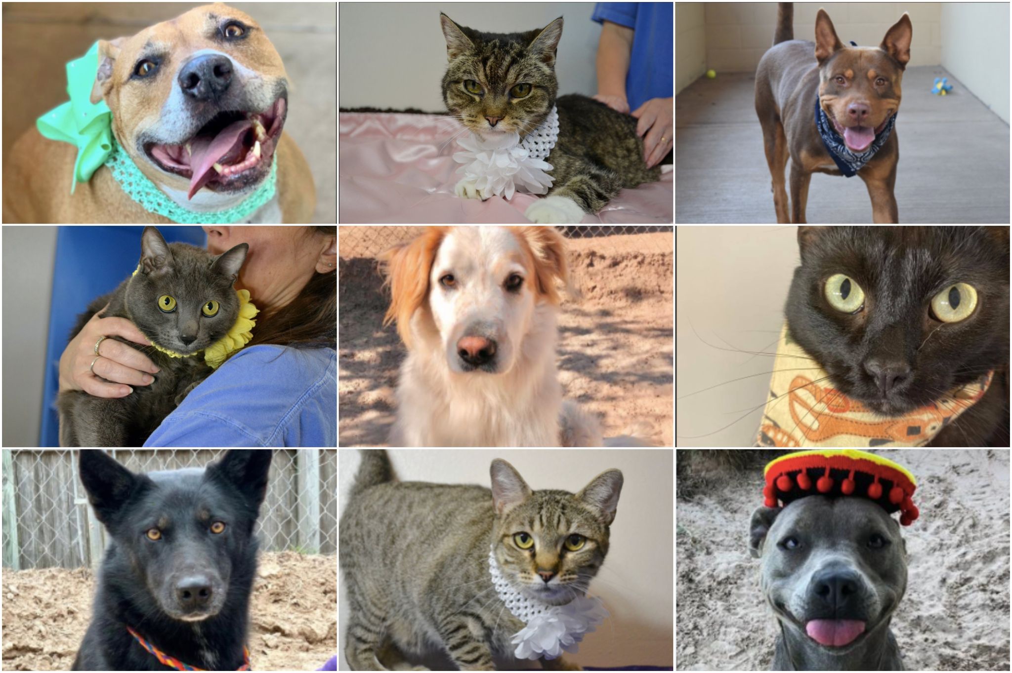 Here are some of the pets up for adoption in Collin County for 'Clear ...