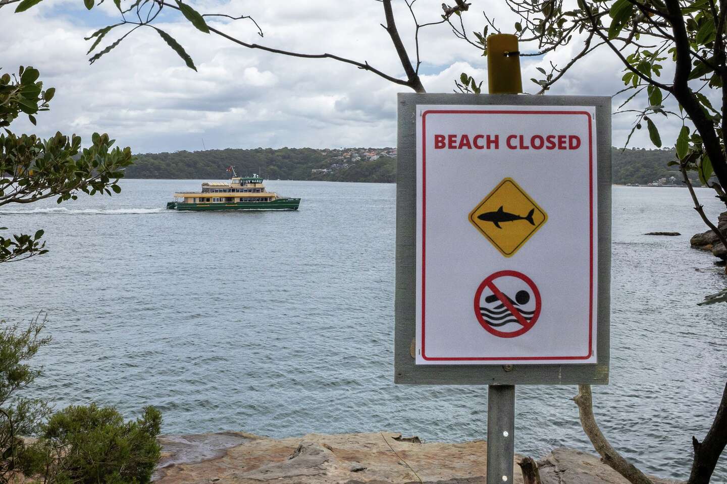 Man and boy critical after three shark attacks in Sydney in just over ...