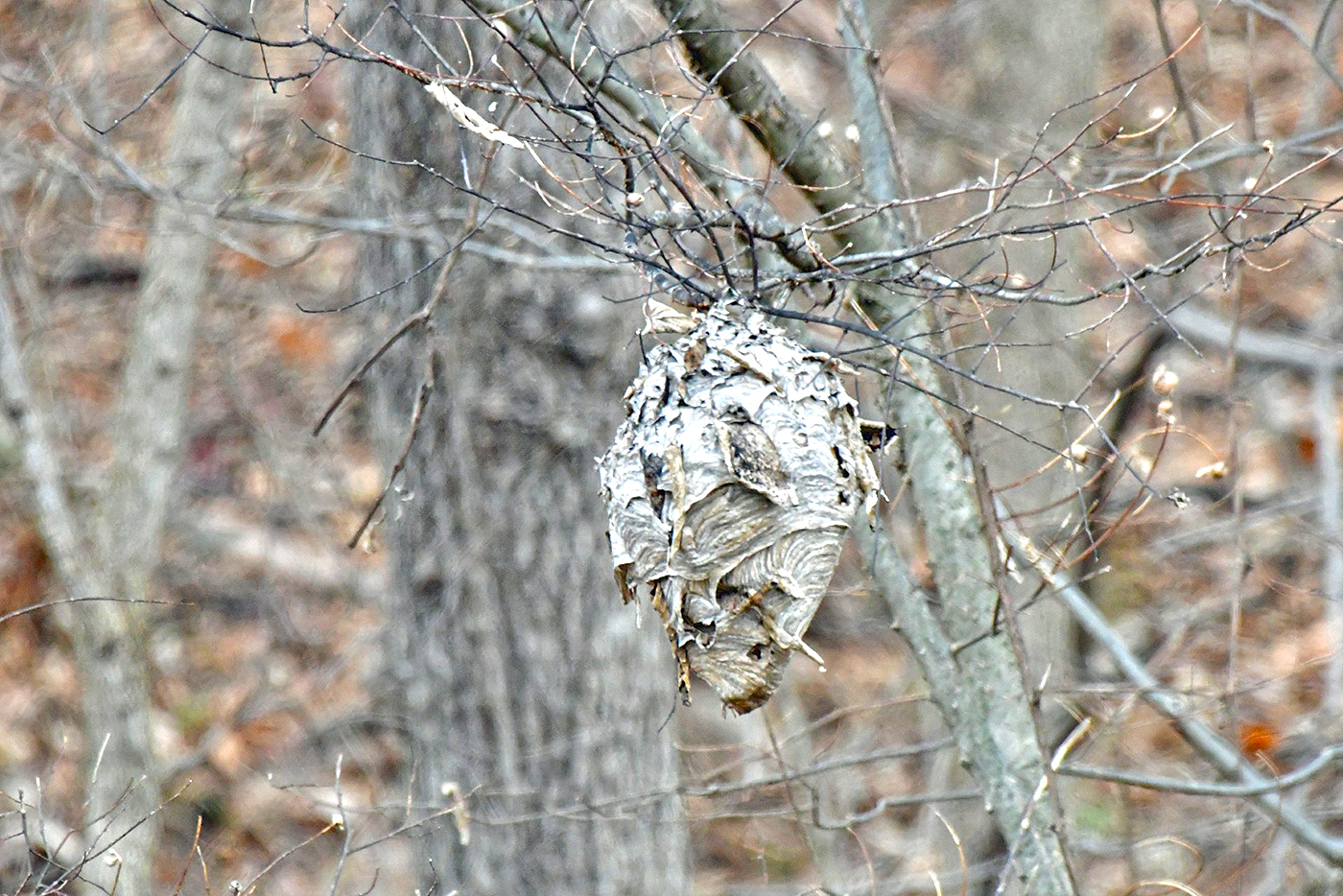 Winning numbers drawn in Tuesday’s Missouri Pick 4 Evening