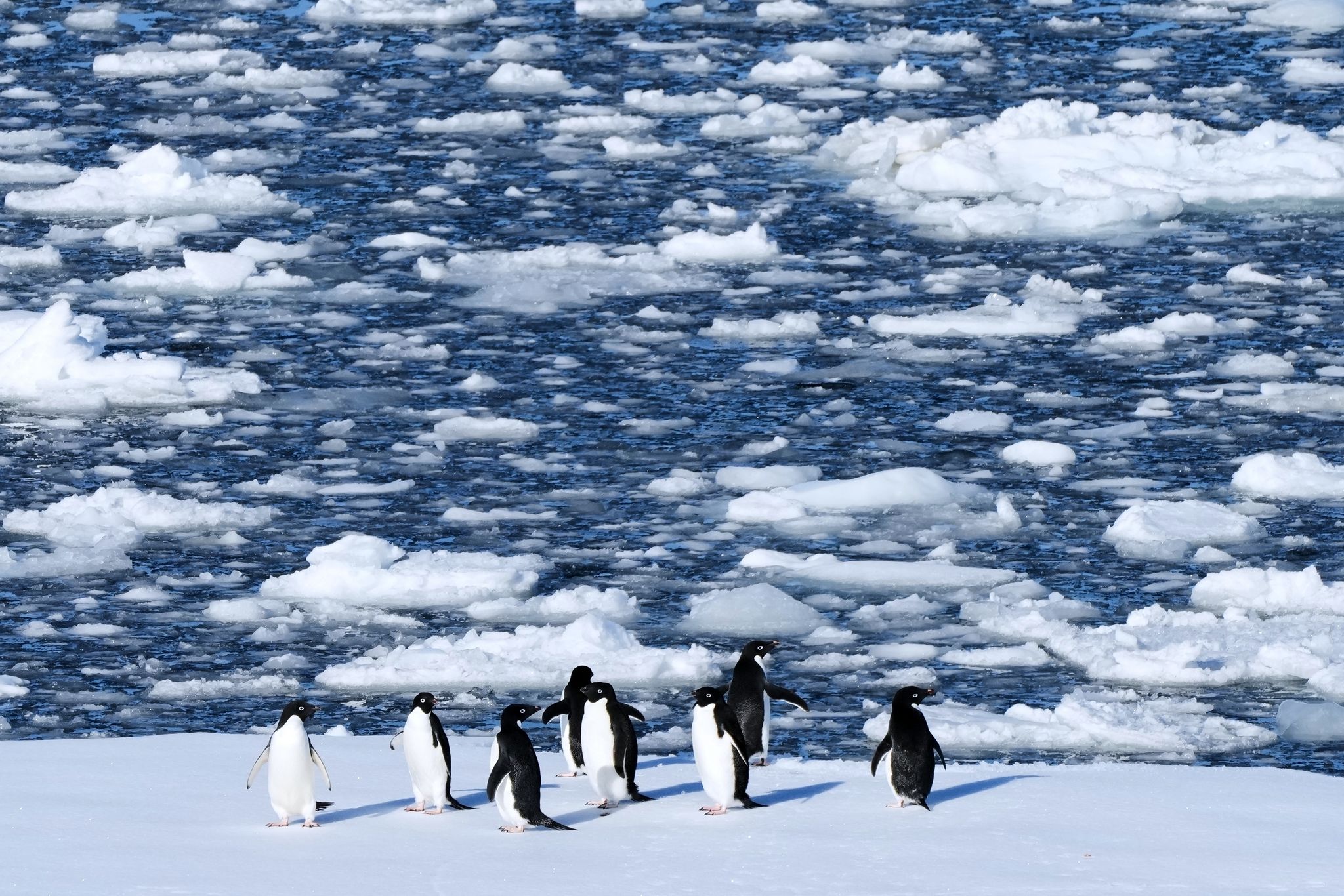Researchers find Antarctic penguin breeding is heating up sooner, and ...