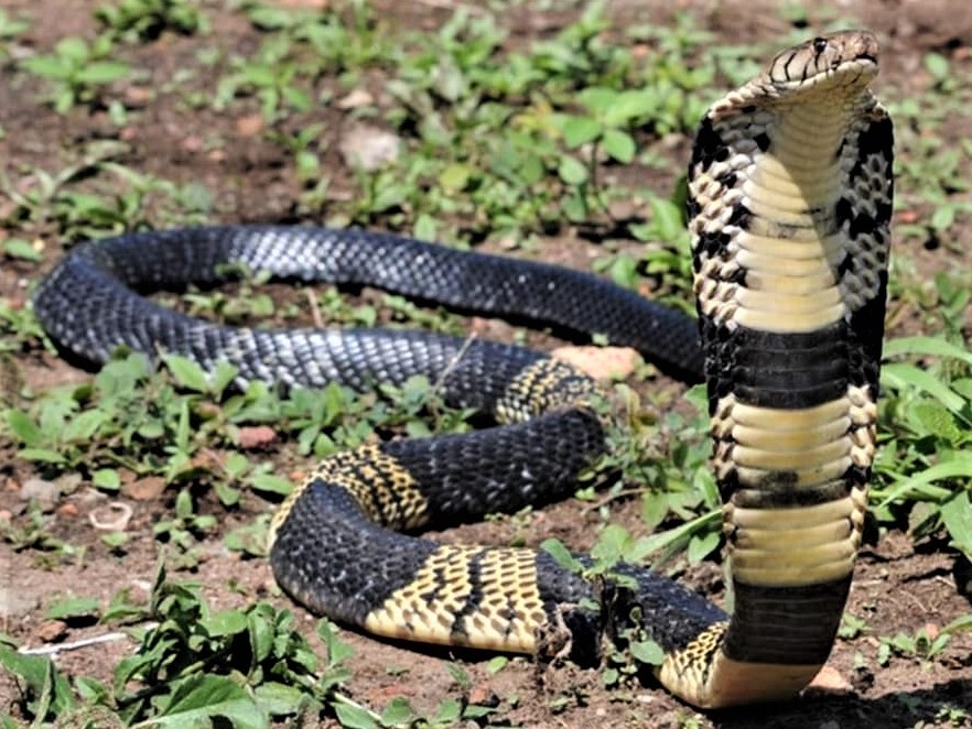 What happened to the Grand Prairie cobra
