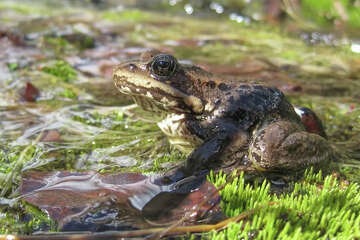 The fight to bring a lost species back to a California national park