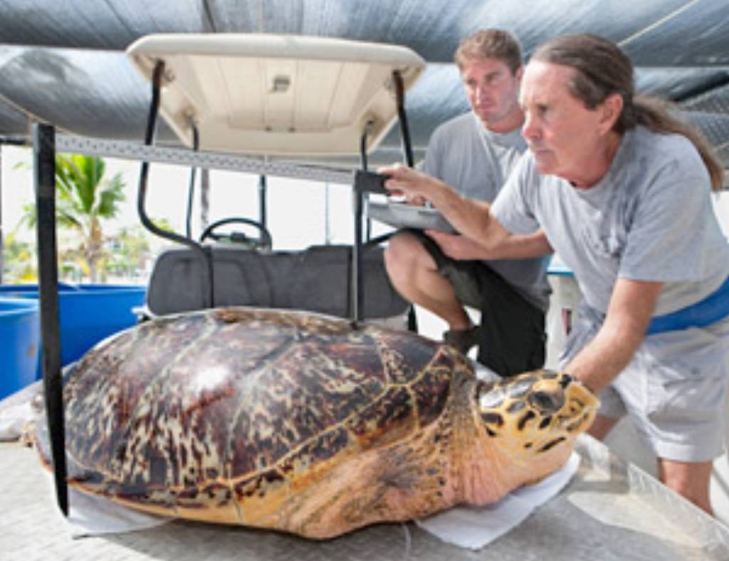 Injured sea turtle released after recovery