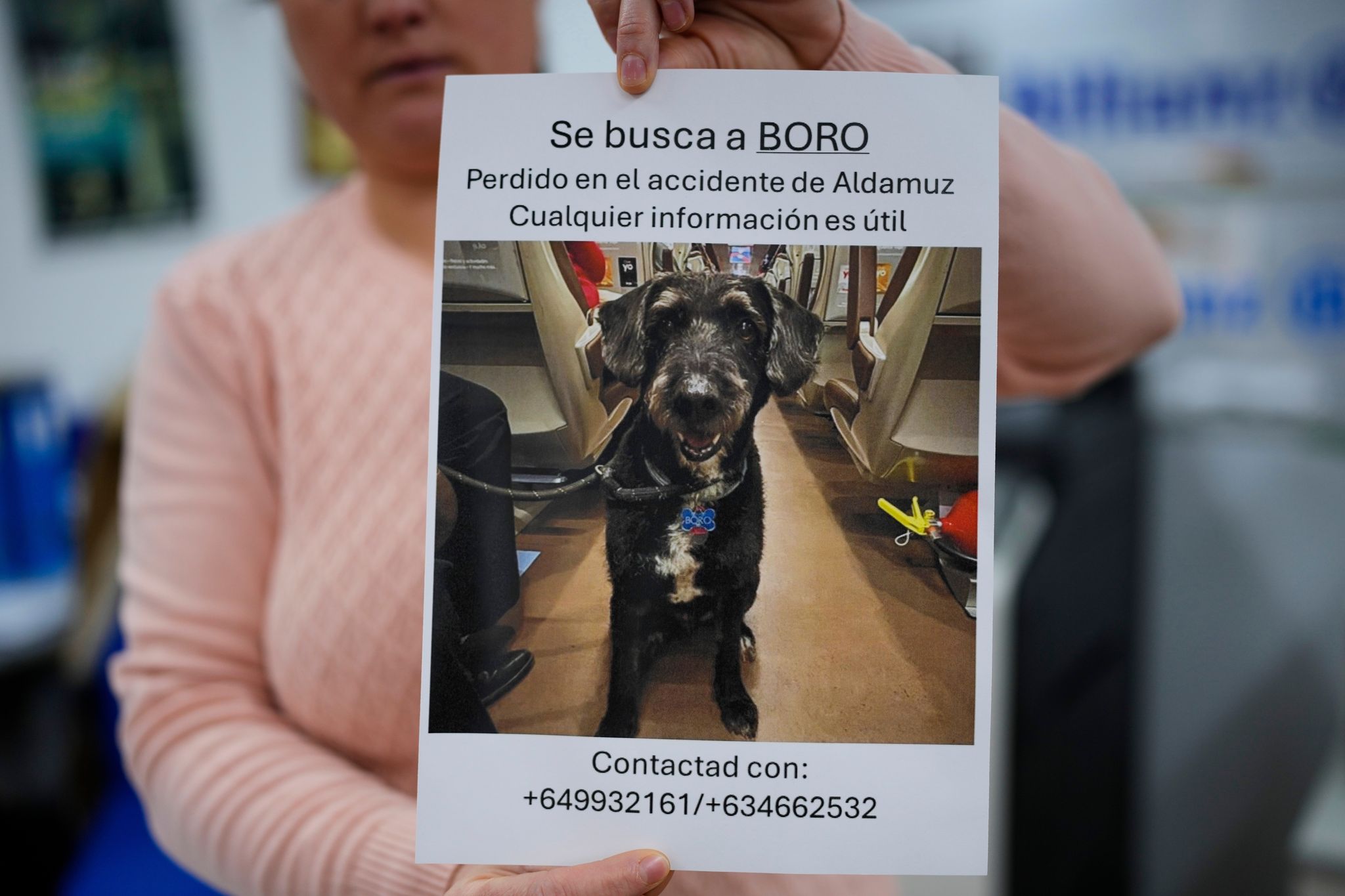Redes sociales se mueven para dar con Boro, el perro que sobrevivió a ...