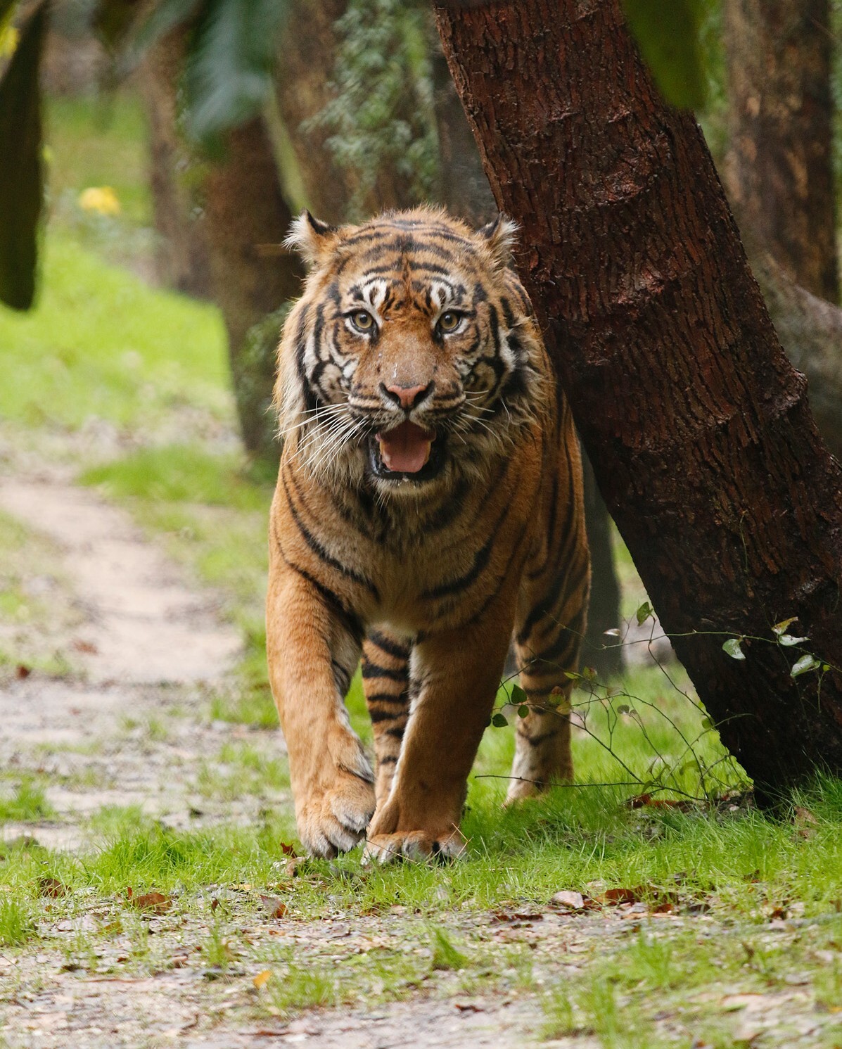 Dallas Zoo mourns death of oldest male tiger at facility