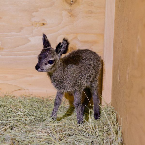 New baby klipspringer born at Dallas TX zoo