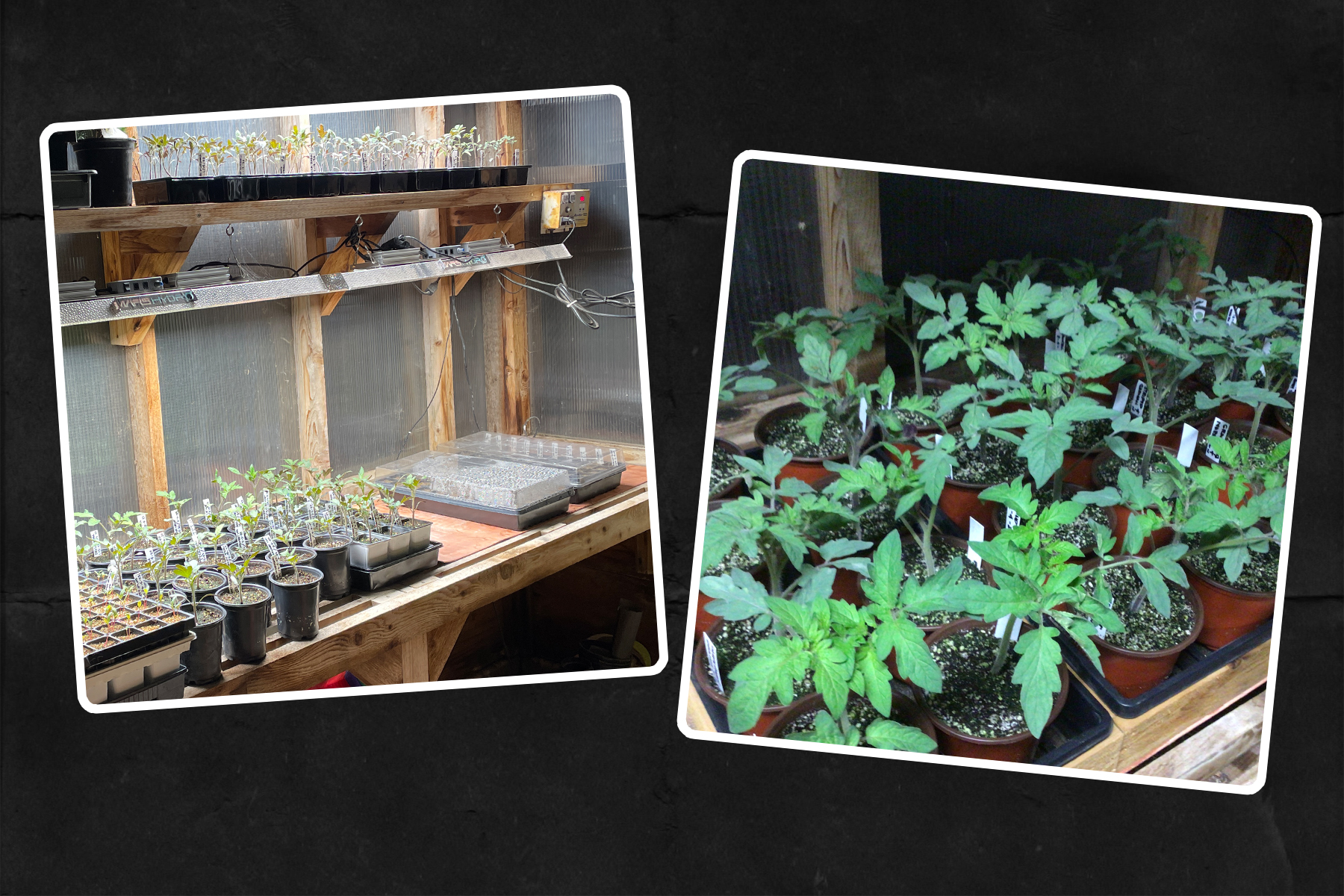 Brandon Miller scores 26 as surging Hornets beat Spurs 111-106 to push ...