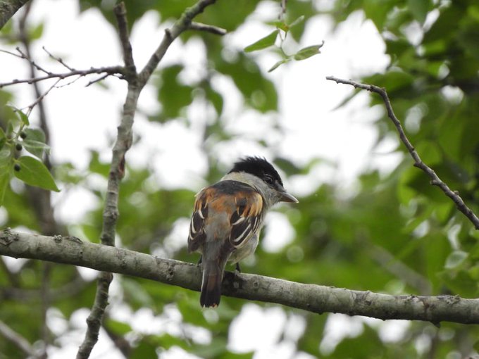 A rare bird, the Gray-collared becard, sighted in TX for first time