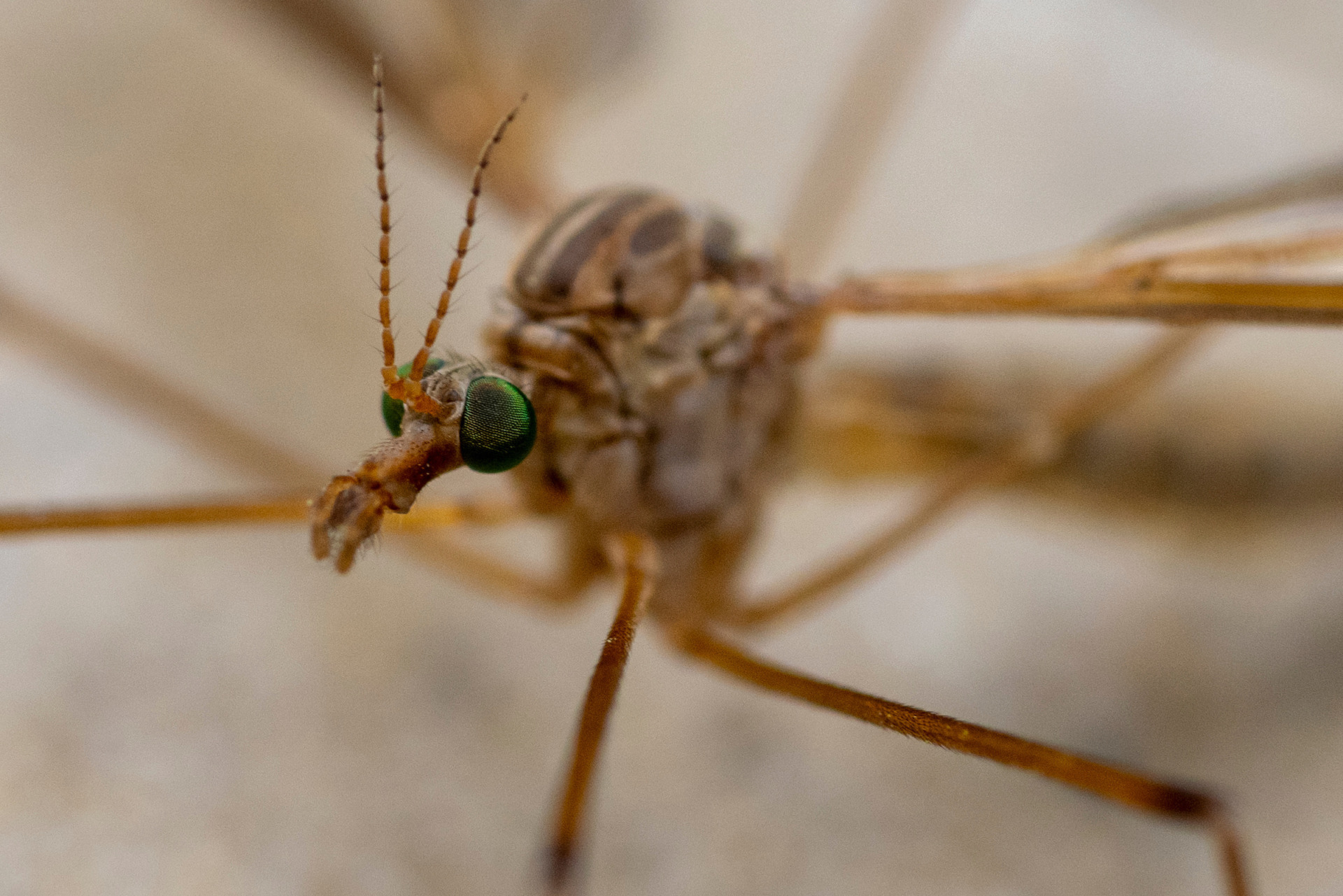 Mosquito hawks are fluttering across Texas, a sign of spring