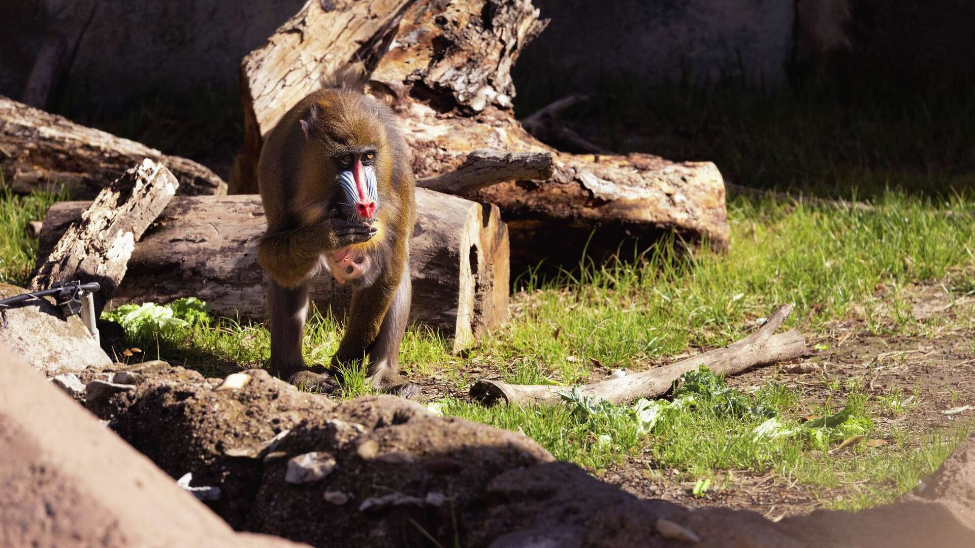 Meet Ruby, the first mandrill monkey born at the Fort Worth Zoo in decades