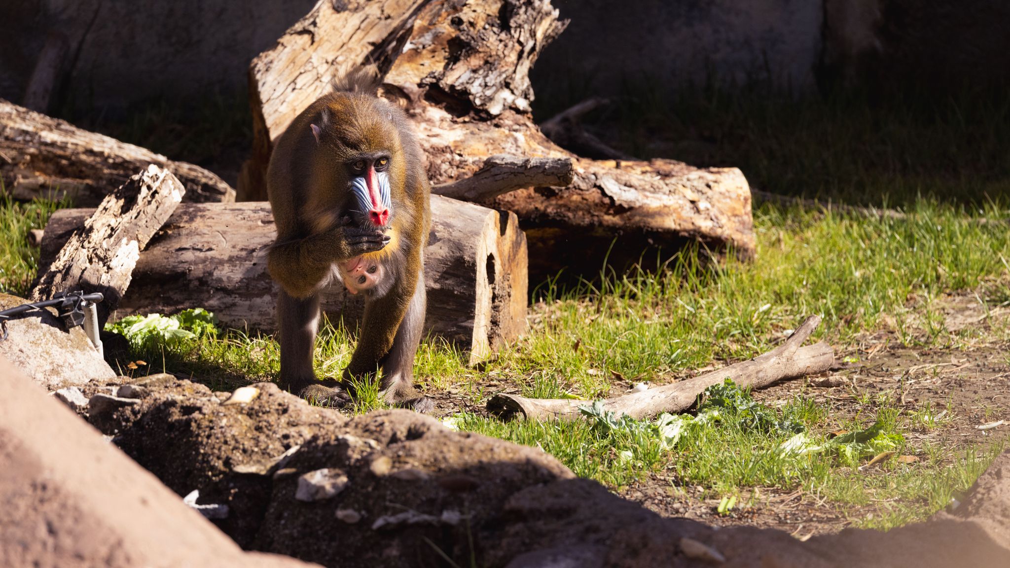 Meet Ruby, the first mandrill monkey born at the Fort Worth Zoo in decades