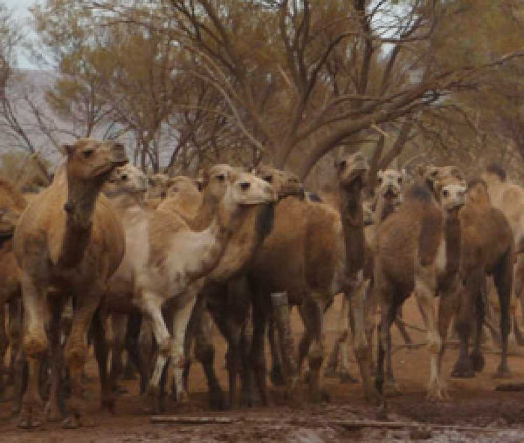 Invading camels to be shot in Australian town