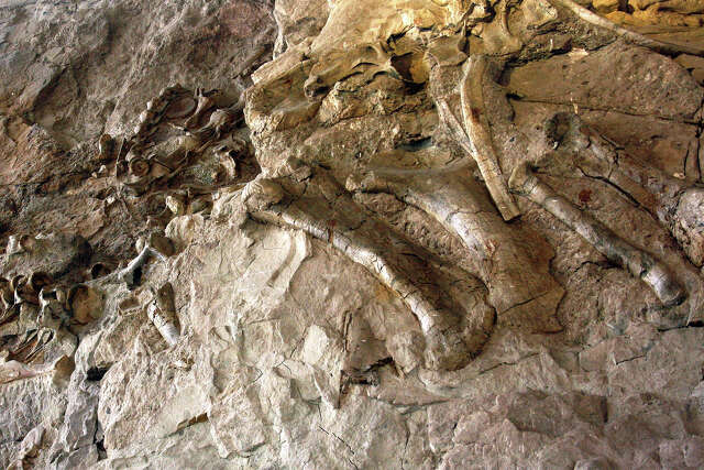 Construction crew discovers huge fossil at Dinosaur National Monument