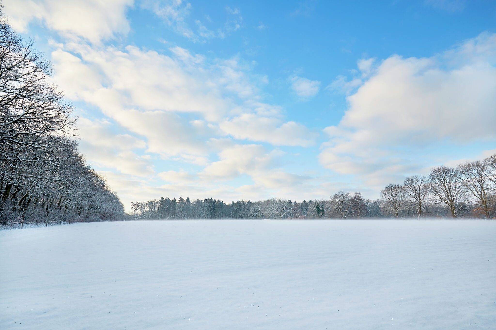 Counter scores 23 as Charleston beats Campbell 87-83