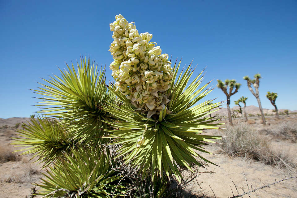 Joshua trees are flowering in the Calif. desert. That’s bad news.