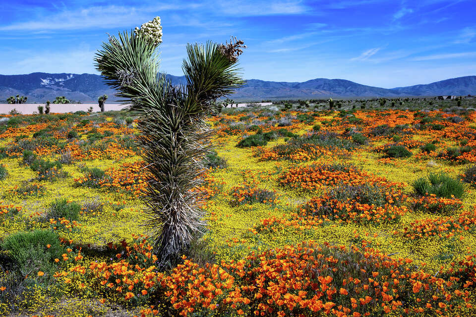 Joshua trees are flowering in the Calif. desert. That’s bad news.