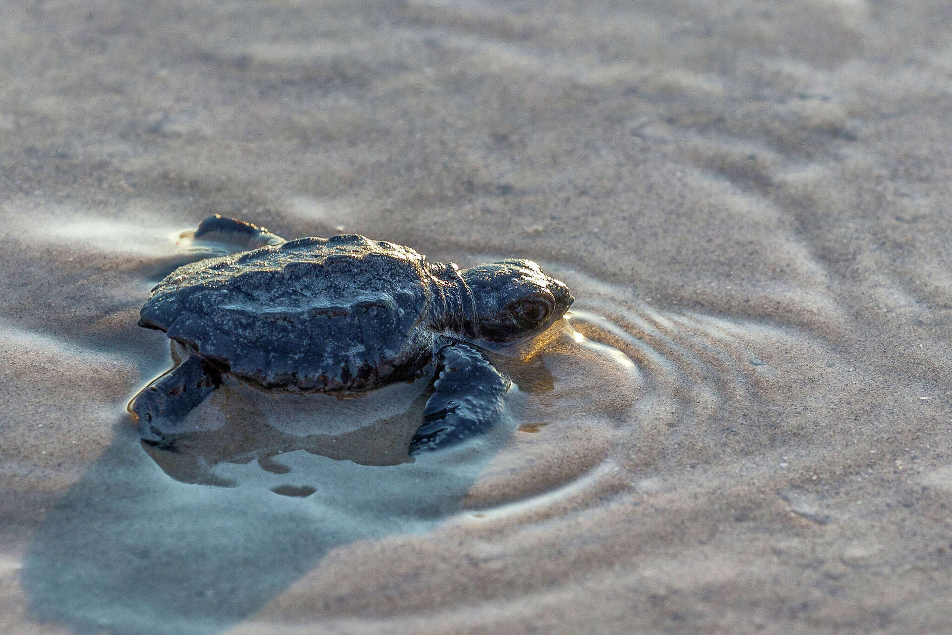 Winter storm prompts alert of Texas sea turtles' safety