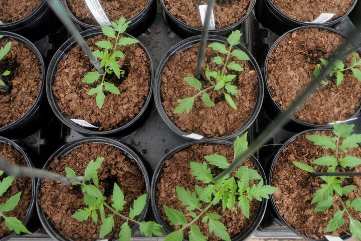 Rodeo Tomato 2026 announced; free classes to help gardeners