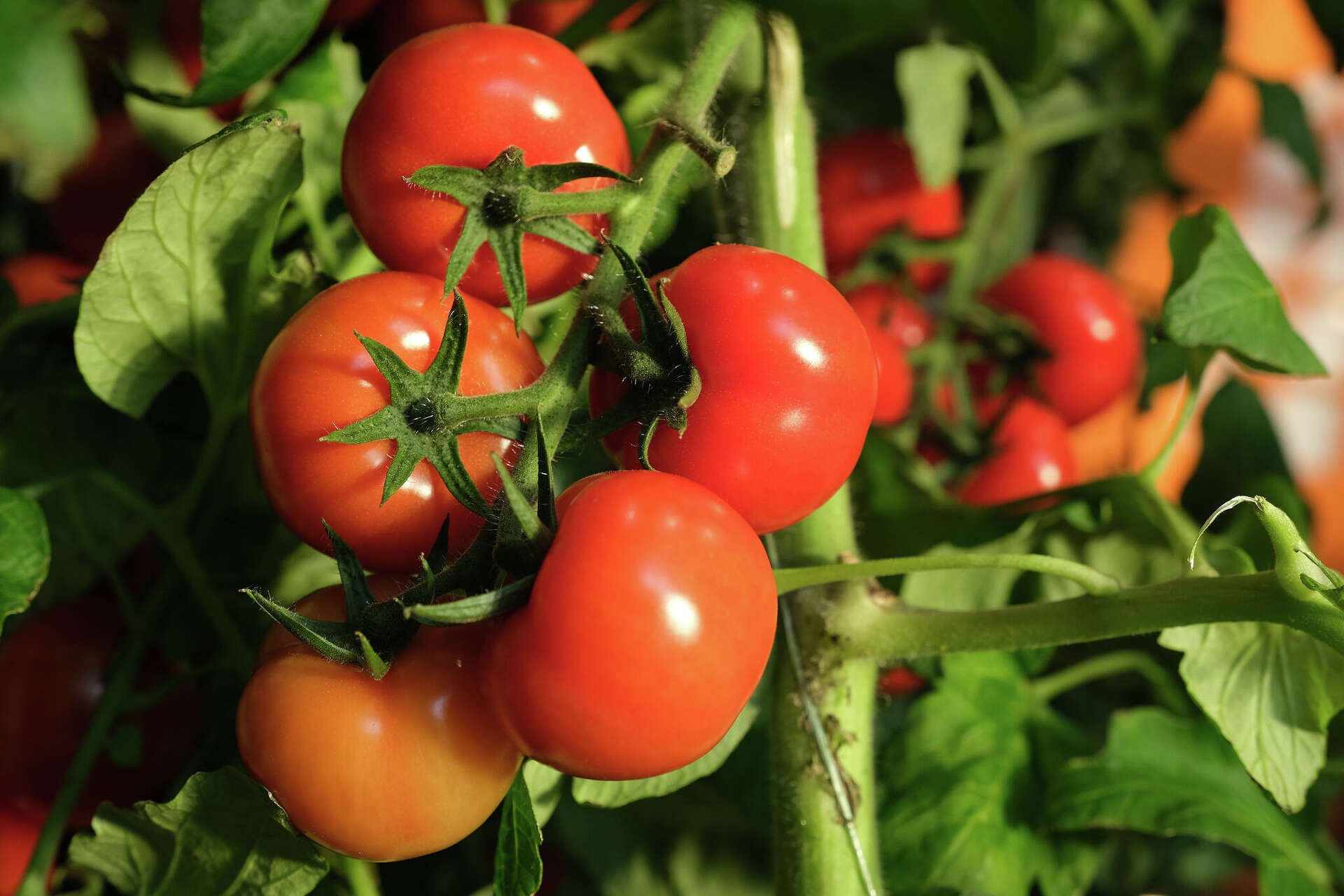 Rodeo Tomato 2026 announced; free classes to help gardeners