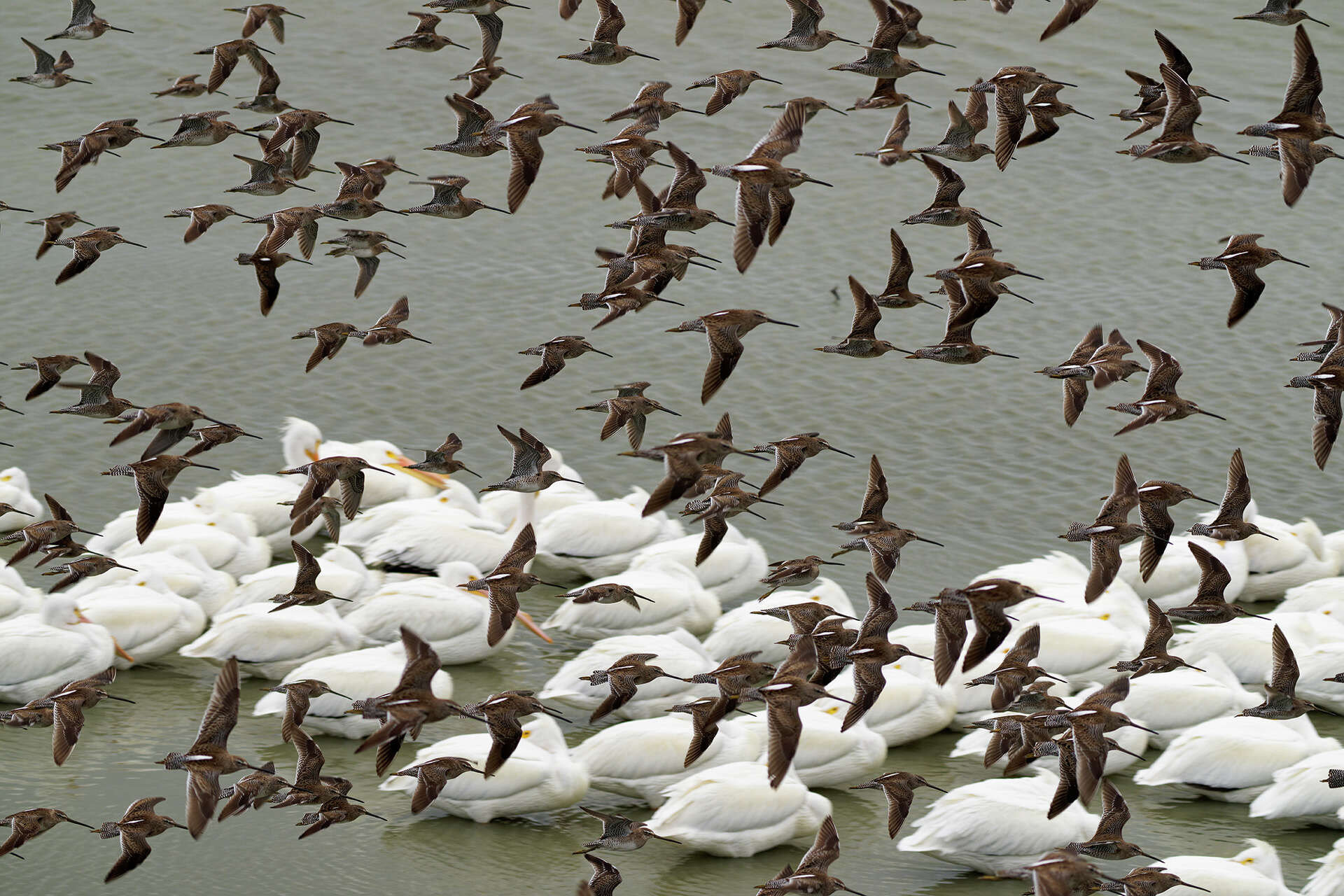 Mystery unfolds as Bay Area birds vanish at dramatic rates