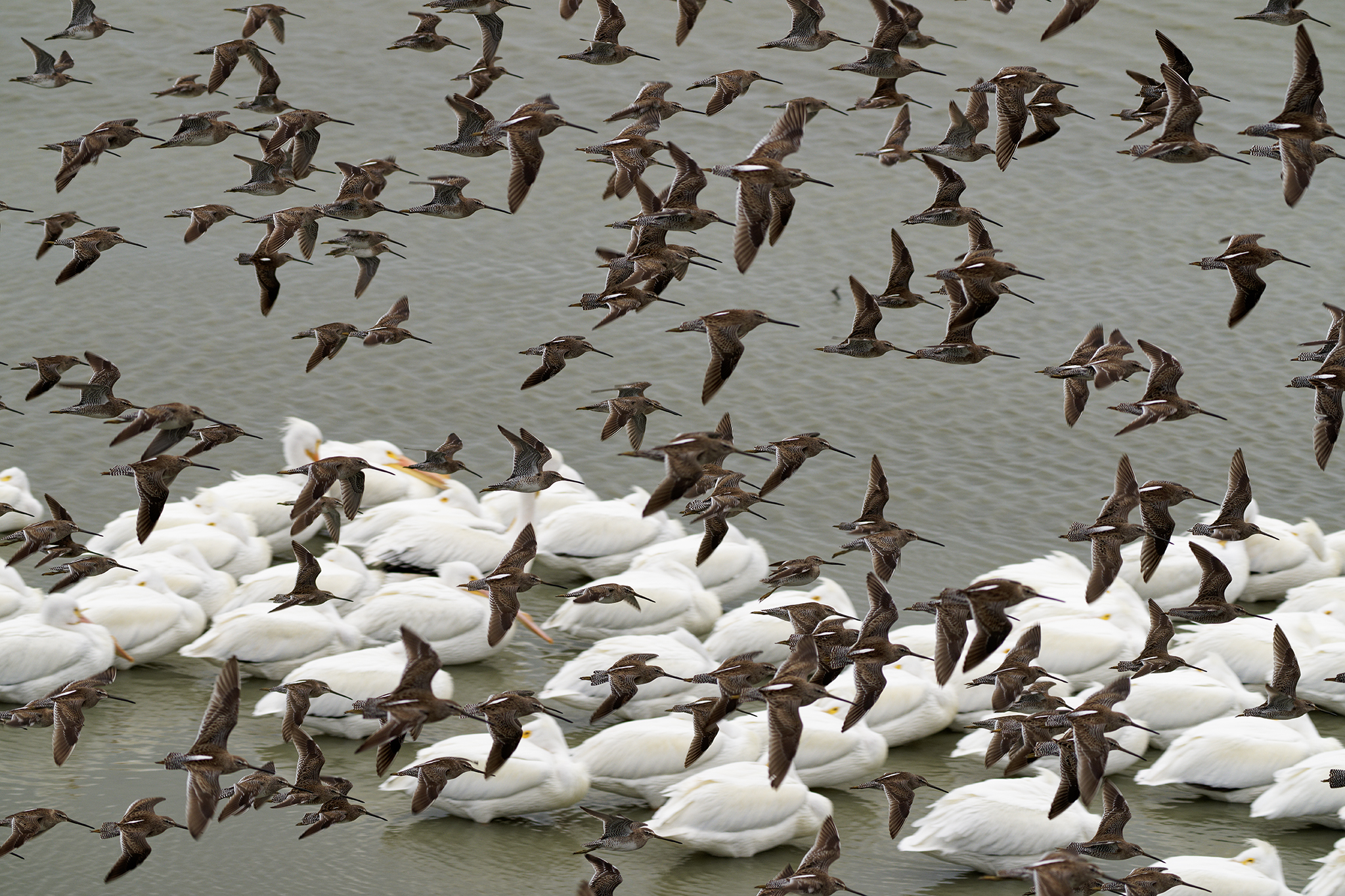 Mystery unfolds as Bay Area birds vanish at dramatic rates