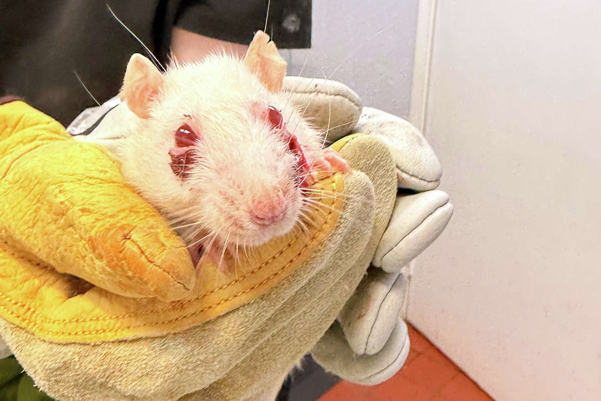 Hundreds of pet rats need new homes after they were found in condemned ...
