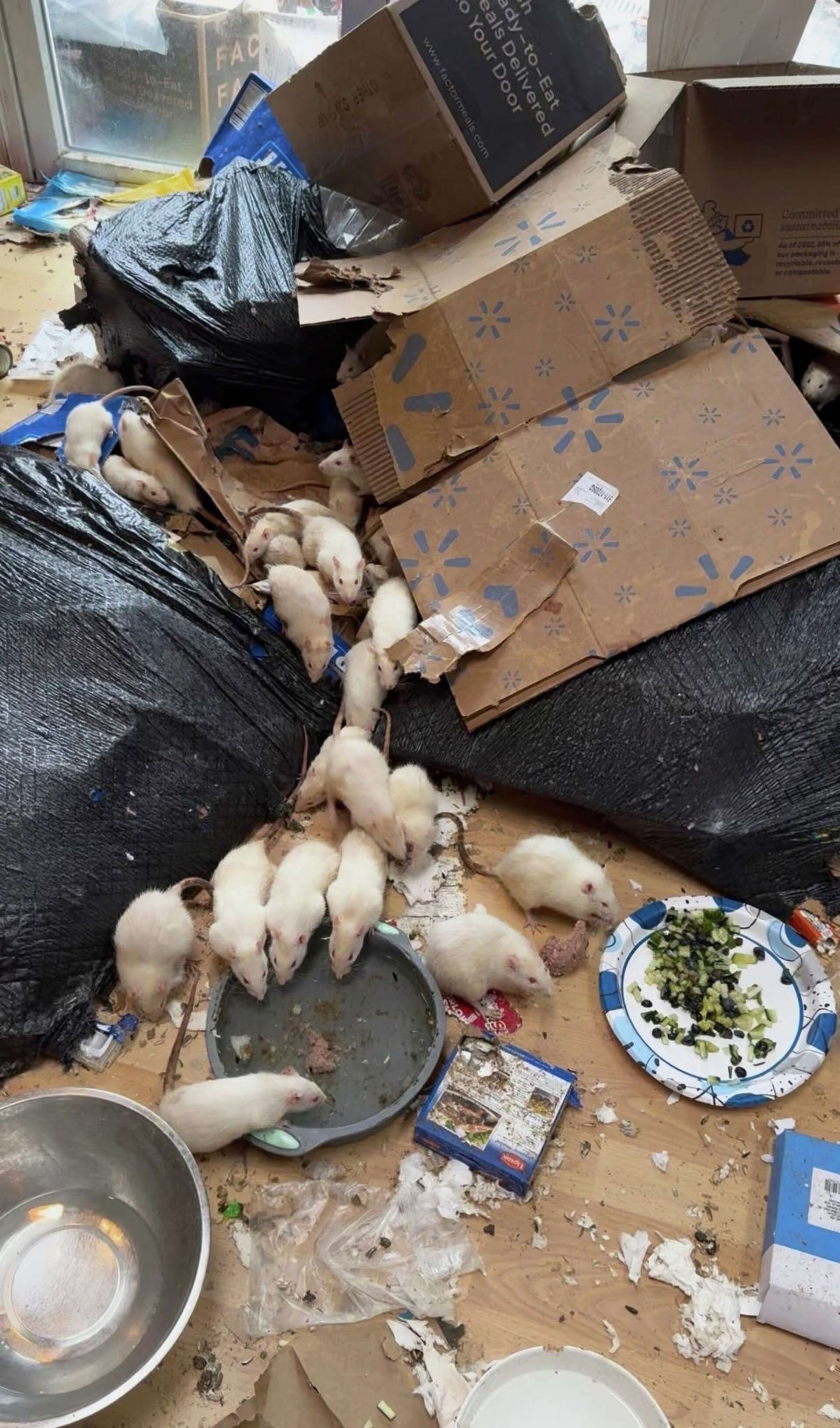 Hundreds of pet rats need new homes after they were found in condemned ...