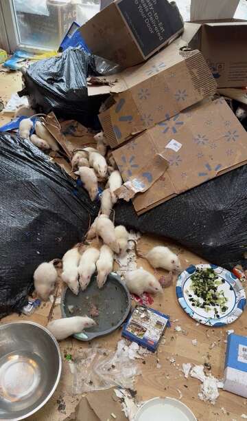 Hundreds of pet rats need new homes after they were found in condemned ...