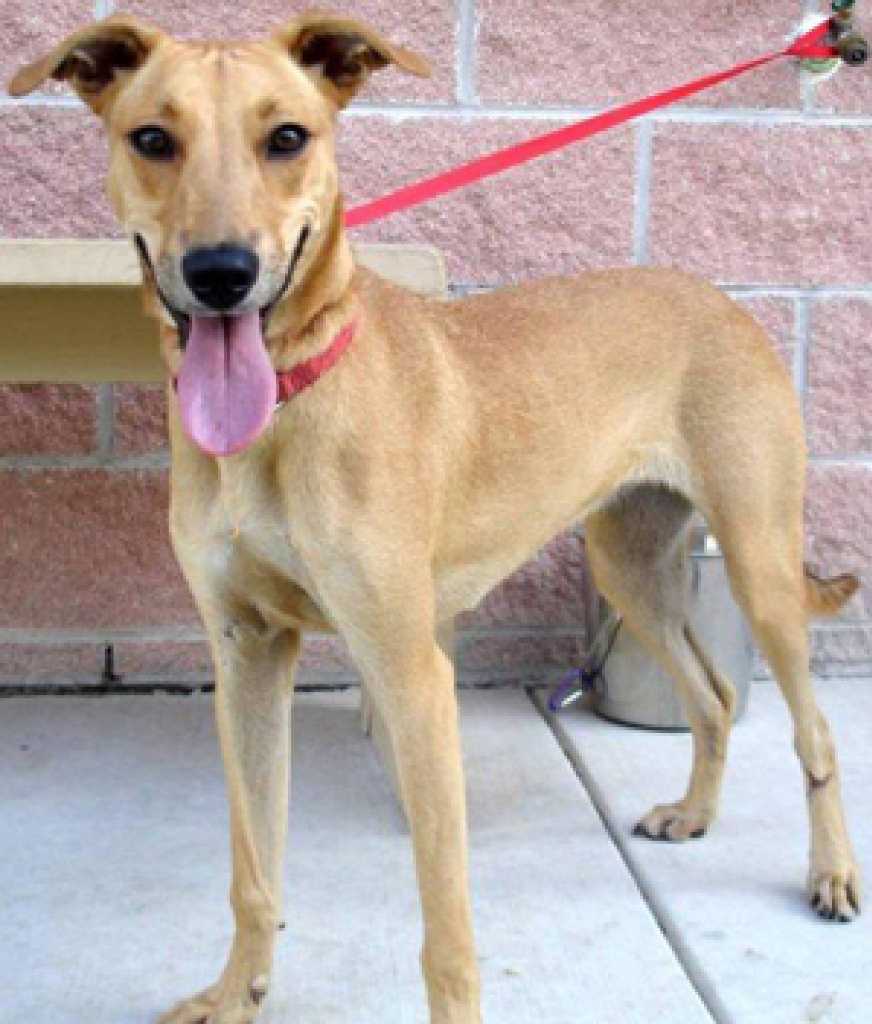 Pet Project: Share your home