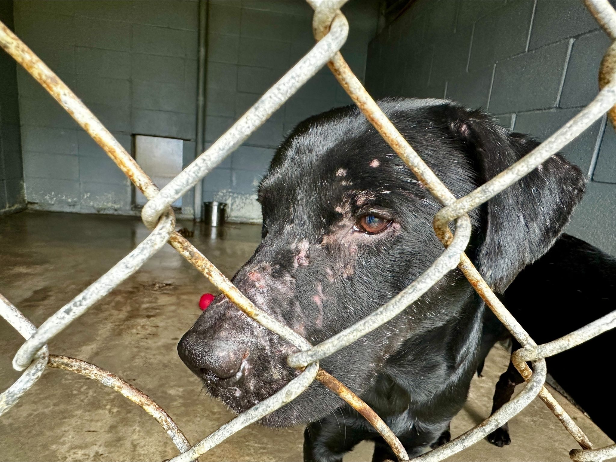 Animal advocates rush to save more than 200 dogs in Mississippi before ...