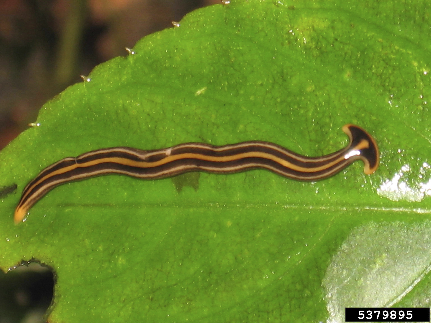 Toxic, invasive hammerhead worms spotted in North Texas
