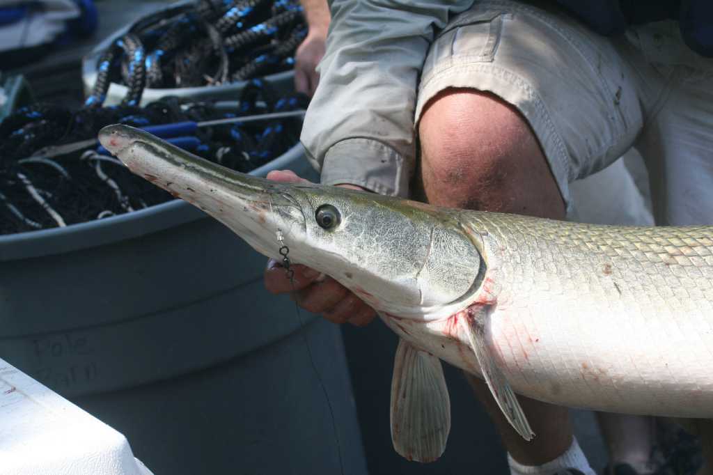 The secret life of gar