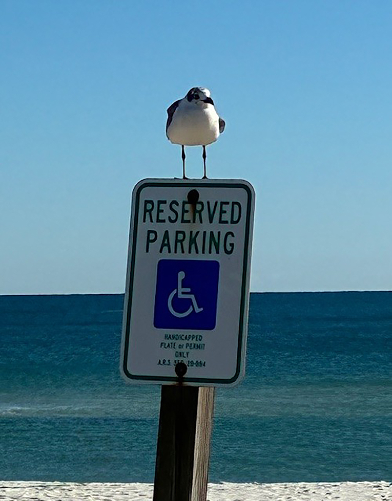 Saddiq Bey leads fourth-quarter comeback as Pelicans defeat Grizzlies ...