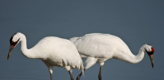 Whooping cranes returning in record numbers