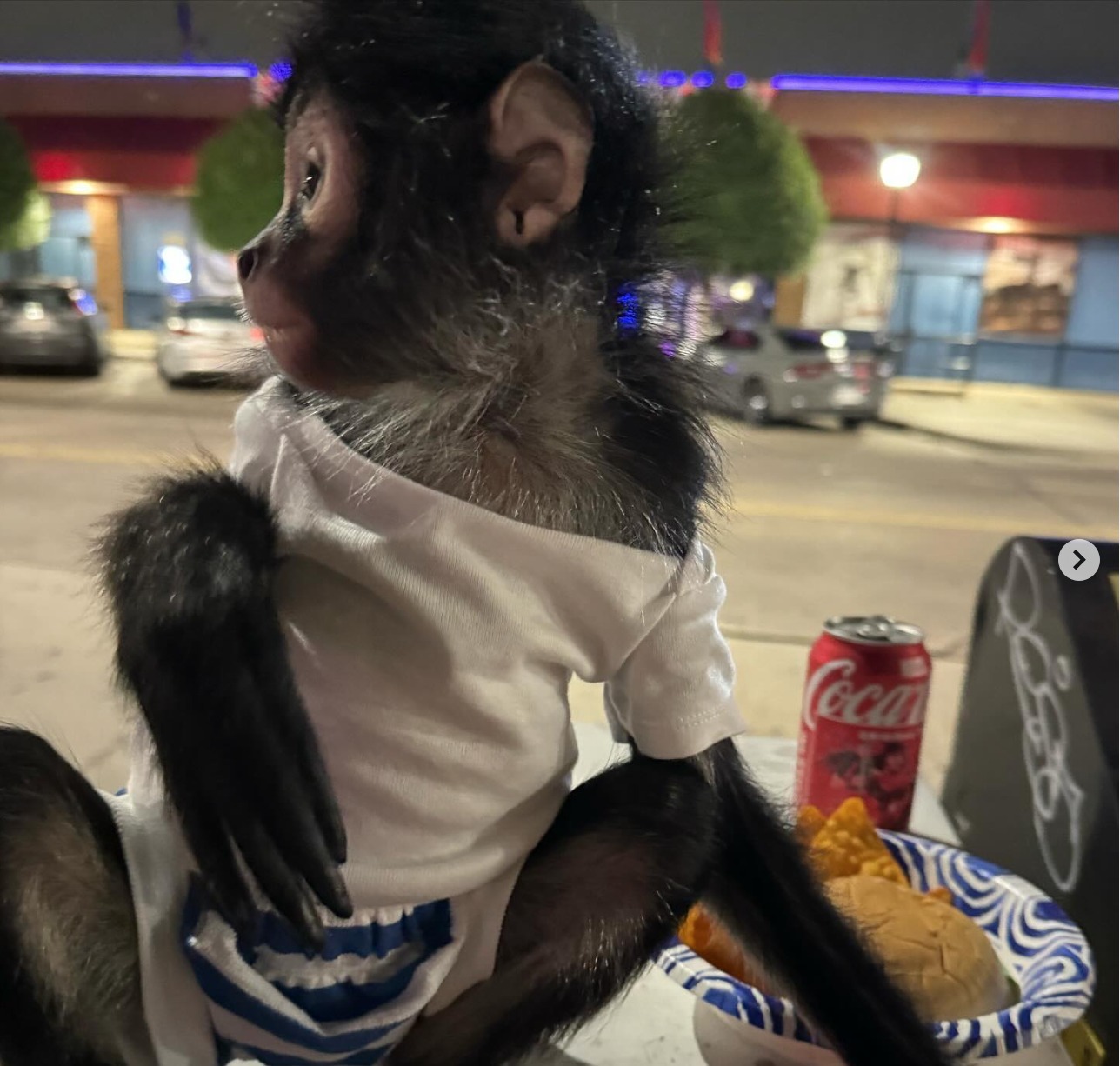 Dallas influencer's confiscated monkey 'Jorgie Boy' was malnourished
