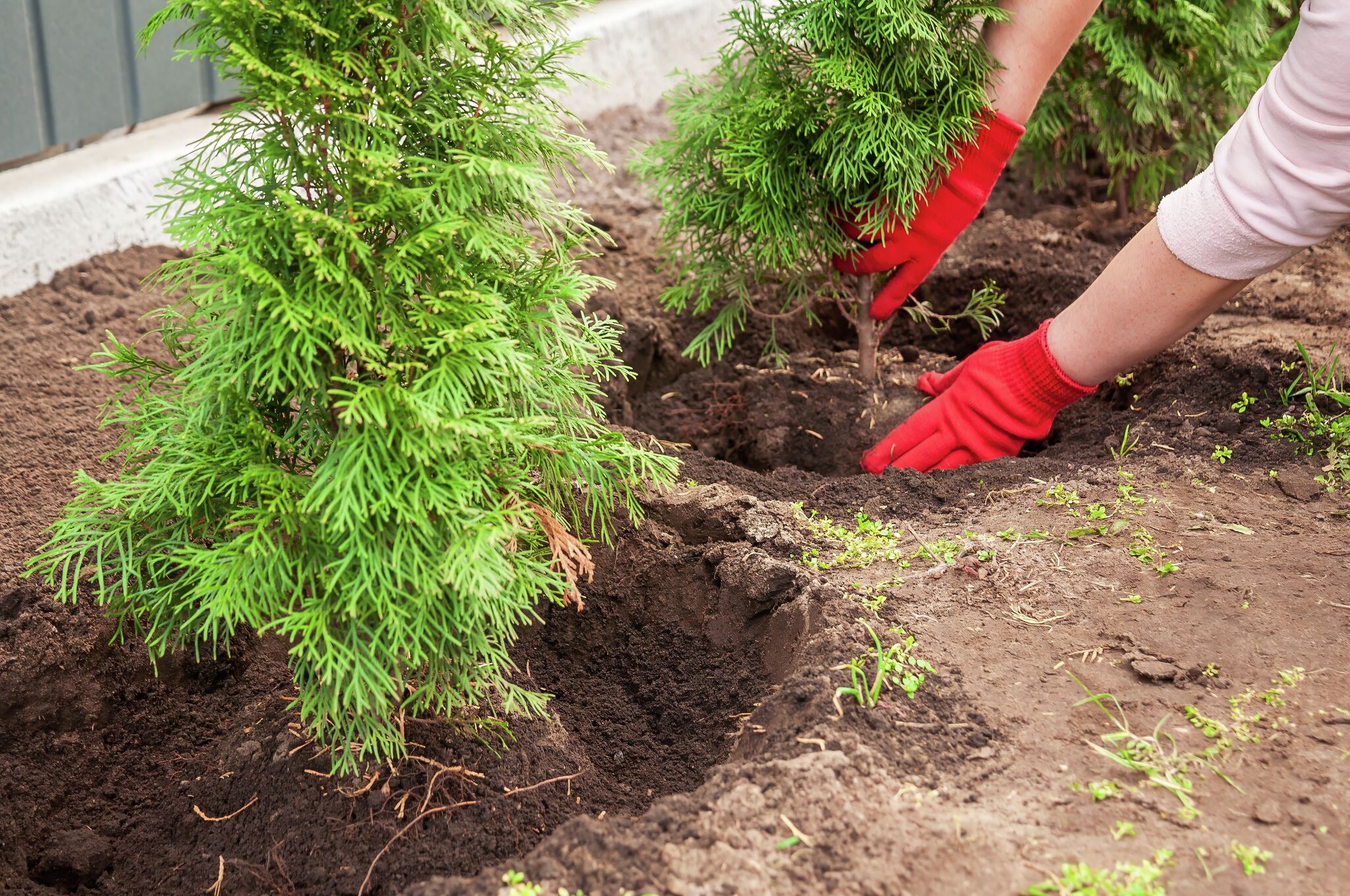 South Florida takes down Florida Atlantic 89-75