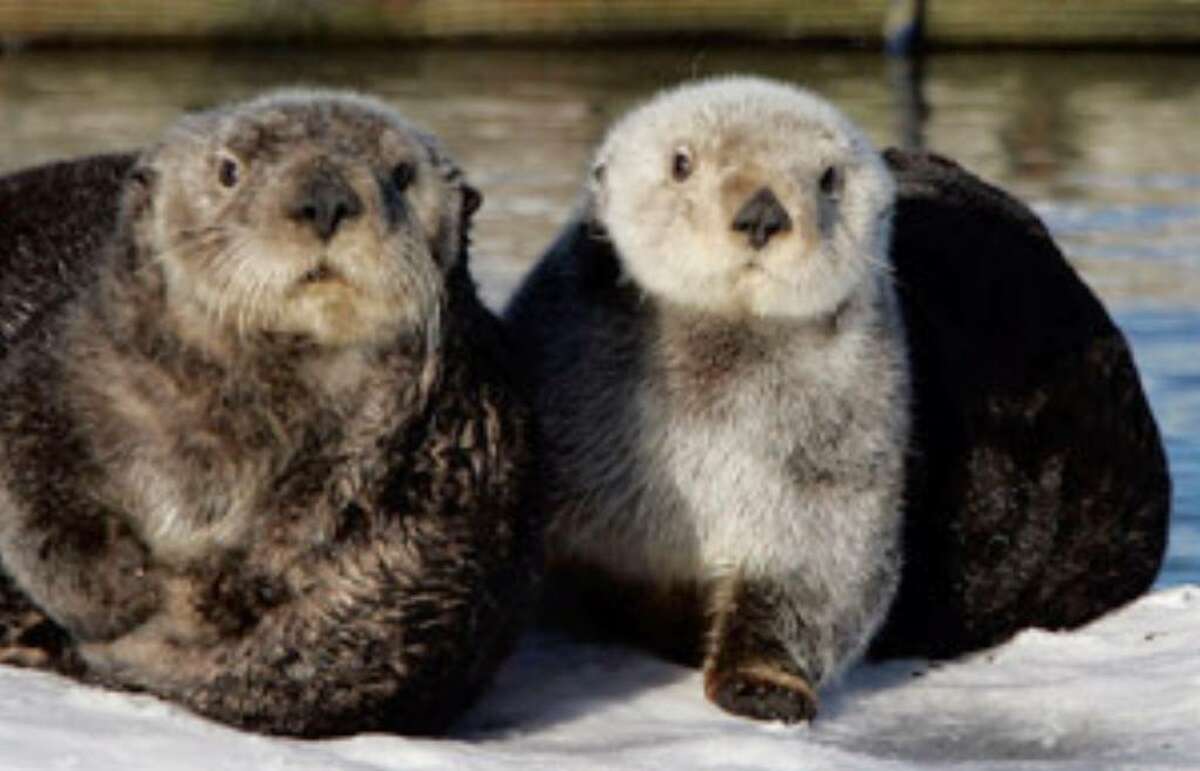 Sea otters get habitat protection