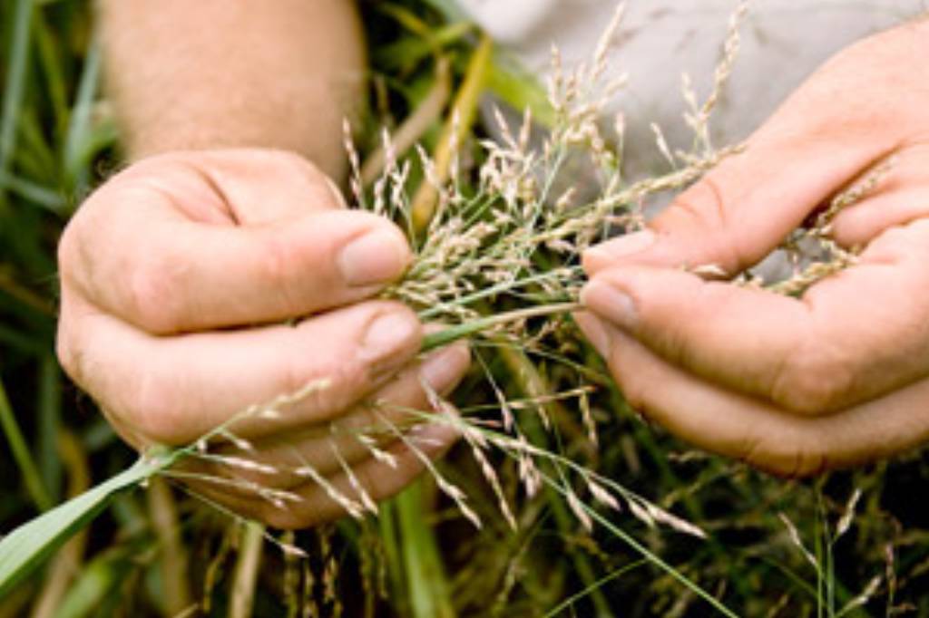 Okla. researchers look for cash in the switchgrass