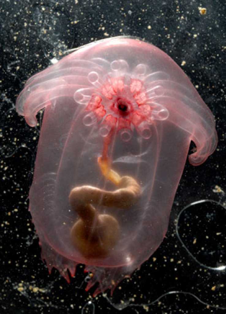 Thousands of strange creatures found deep in ocean