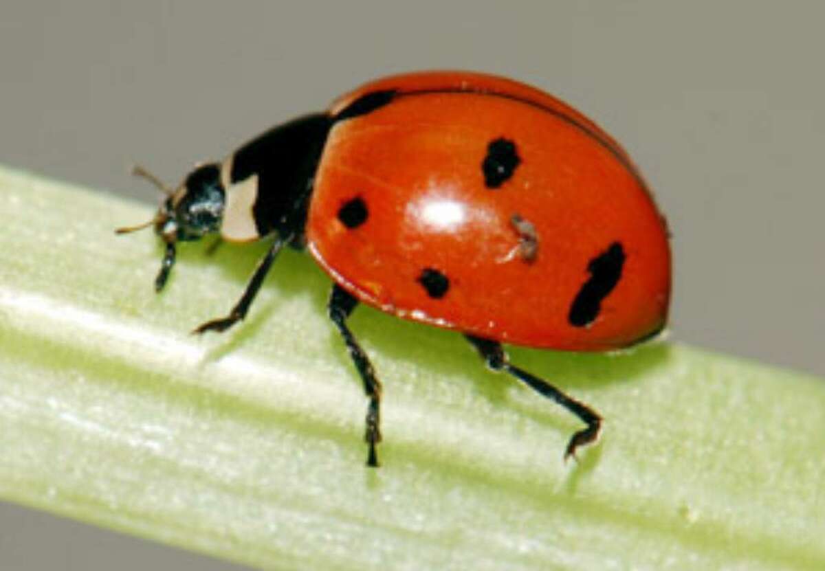 N.Y. researchers breeding rare native ladybugs