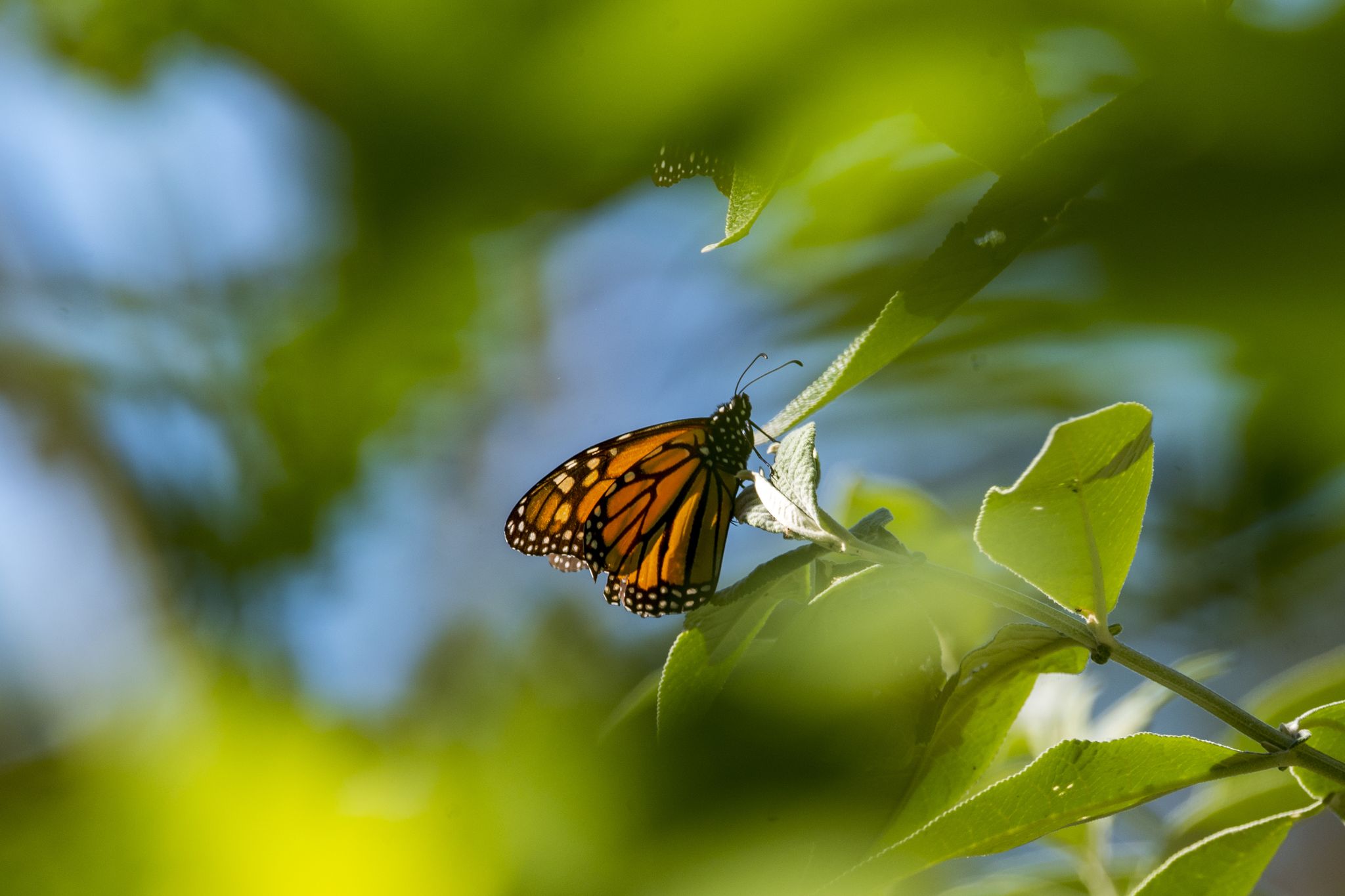 Texas' Sid Miller slams plan to protect monarch butterflies