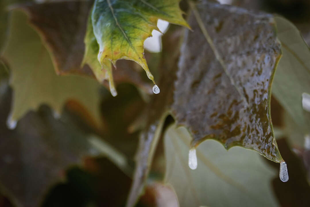 Can trees explode in cold weather? Texas A&M expert weighs in.
