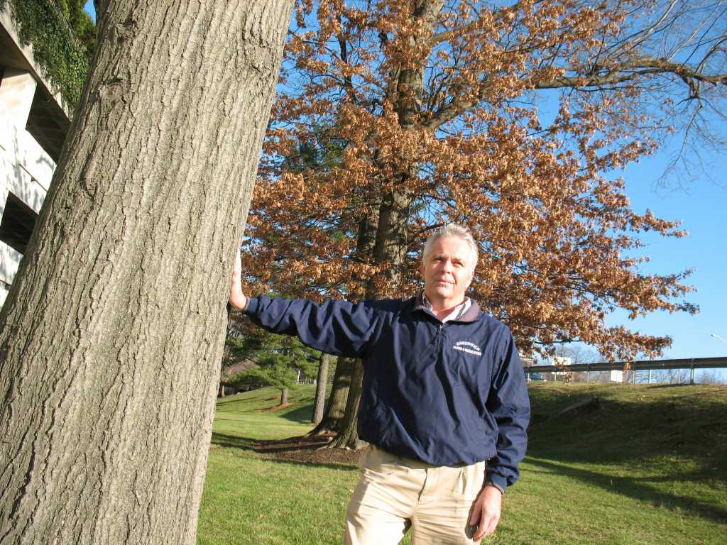 Town contests tree removal