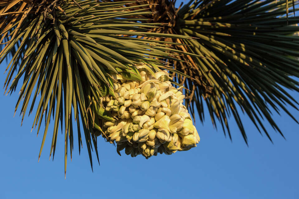 Joshua trees are flowering in the Calif. desert. That’s bad news.