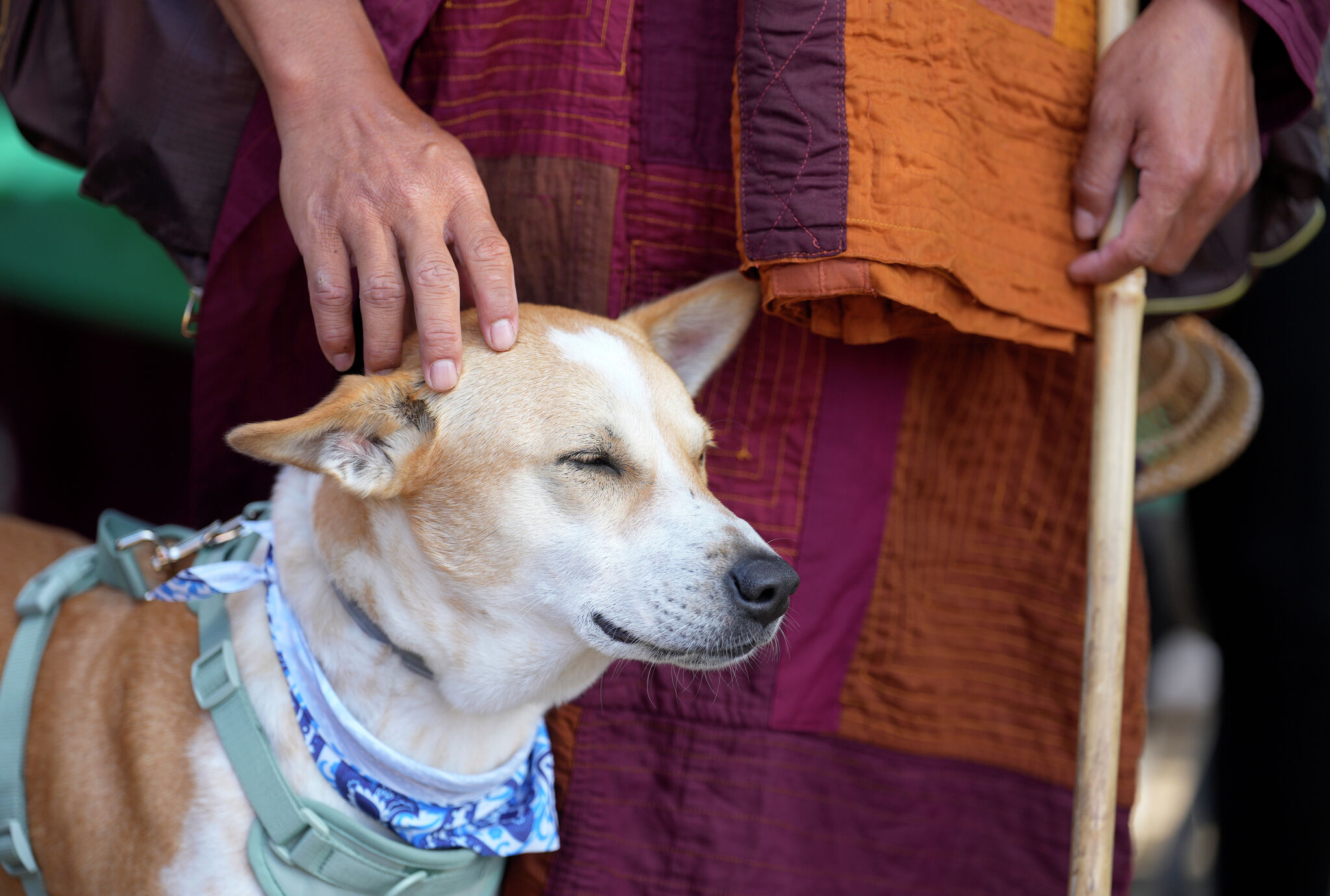 Why Aloka the dog is walking 2,300 miles with Buddhist monks