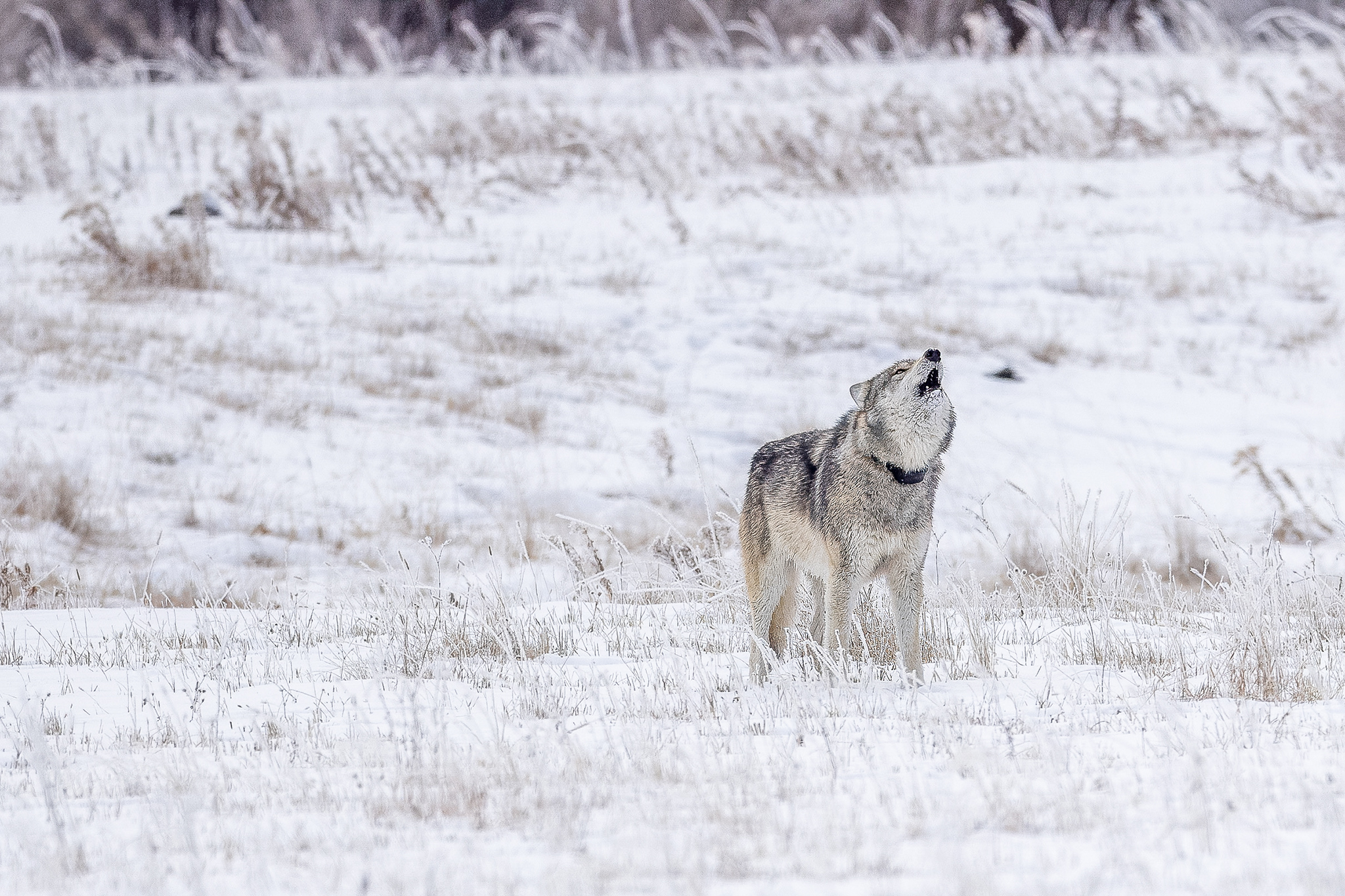 Poacher kills wolf from famed Yellowstone pack