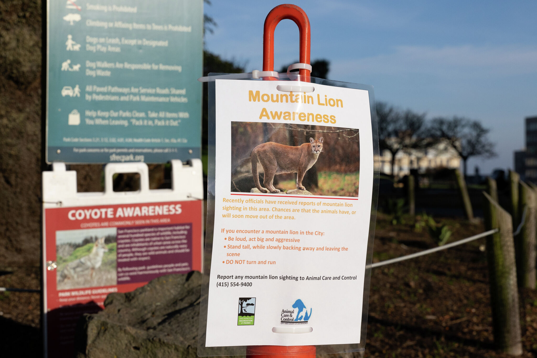 SF's Pacific Heights neighborhood has mountain lion sighting