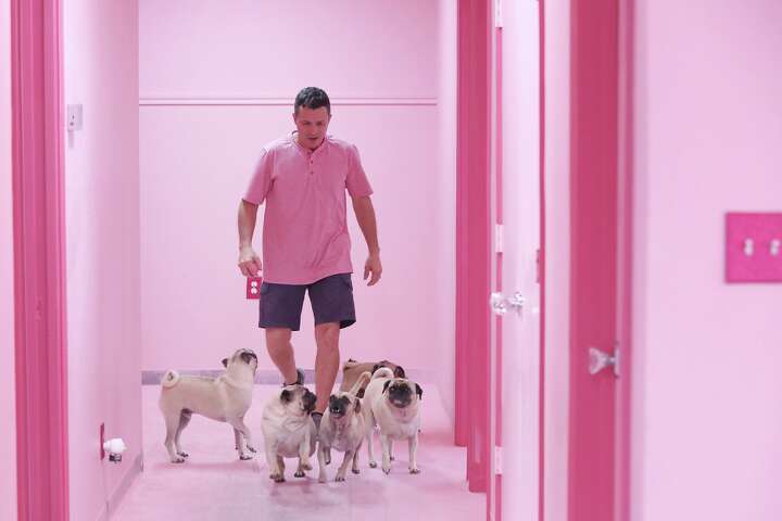 Pug cafe, CuppaPug, opening in Frisco in September 2025