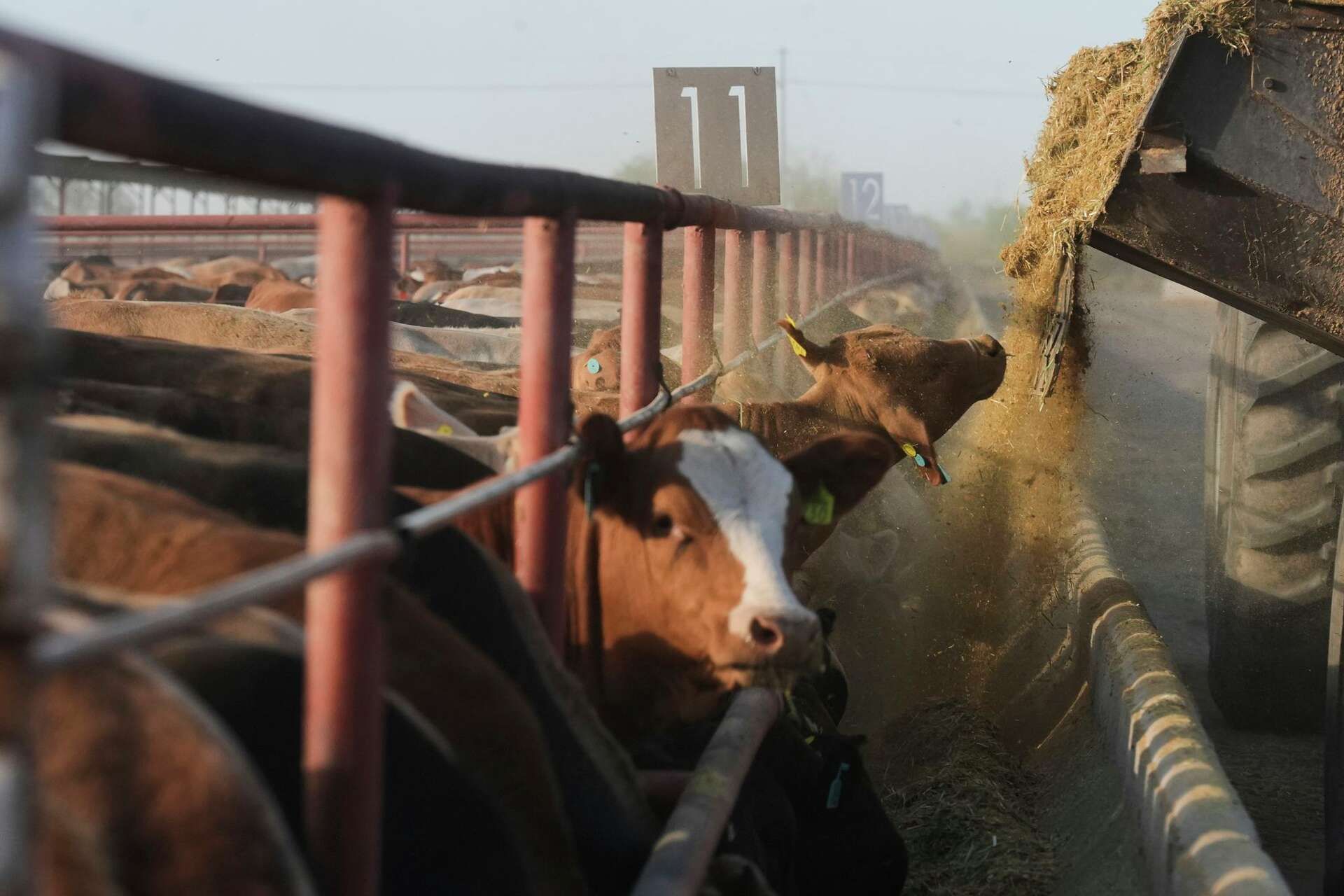 Lab-grown meat banned in Texas as of Sept. 1